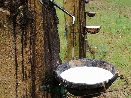 TTWTO VCCI - PVTM - The rubber industry needs a long-term plan for more ...